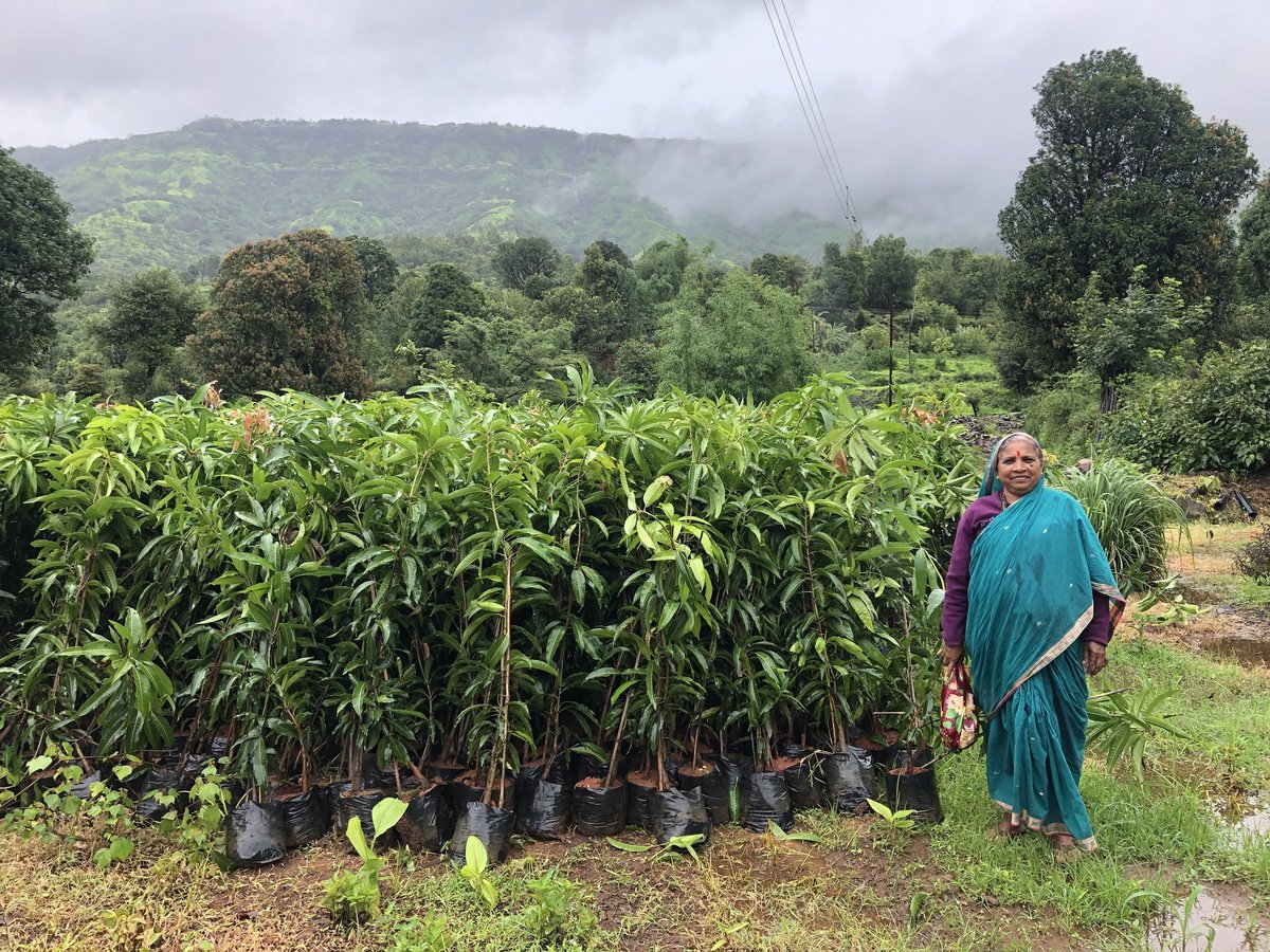 India: 55,000 tree seedlings for water storage | Wilo-Foundation